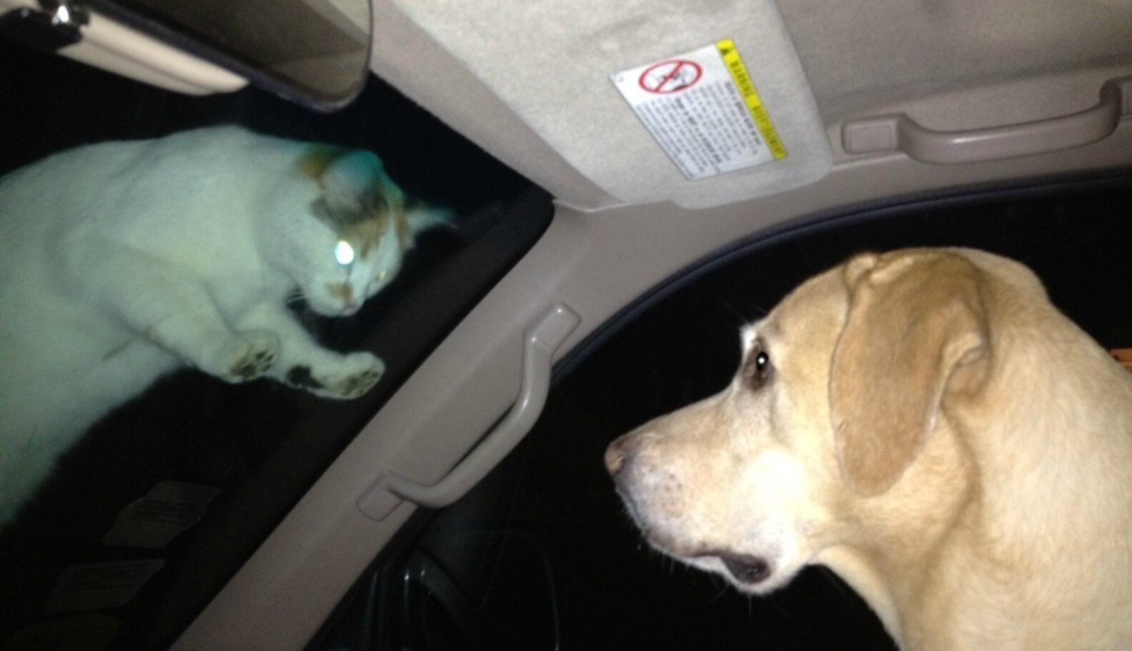 8 Of The Cutest Staring Contests Ever - The Dodo