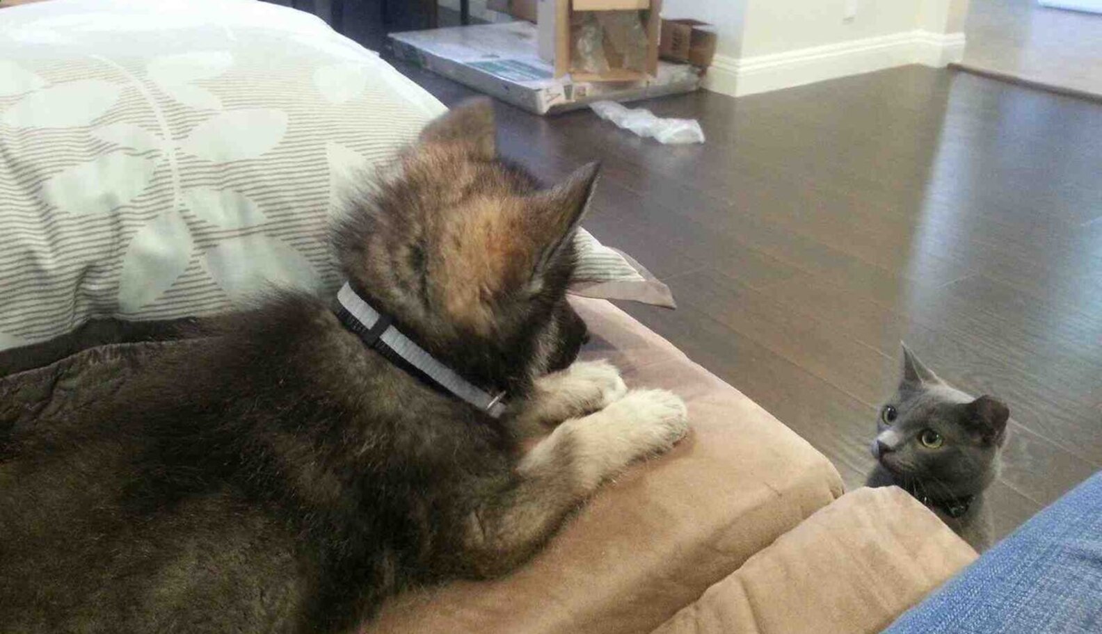 8 Of The Cutest Staring Contests Ever - The Dodo