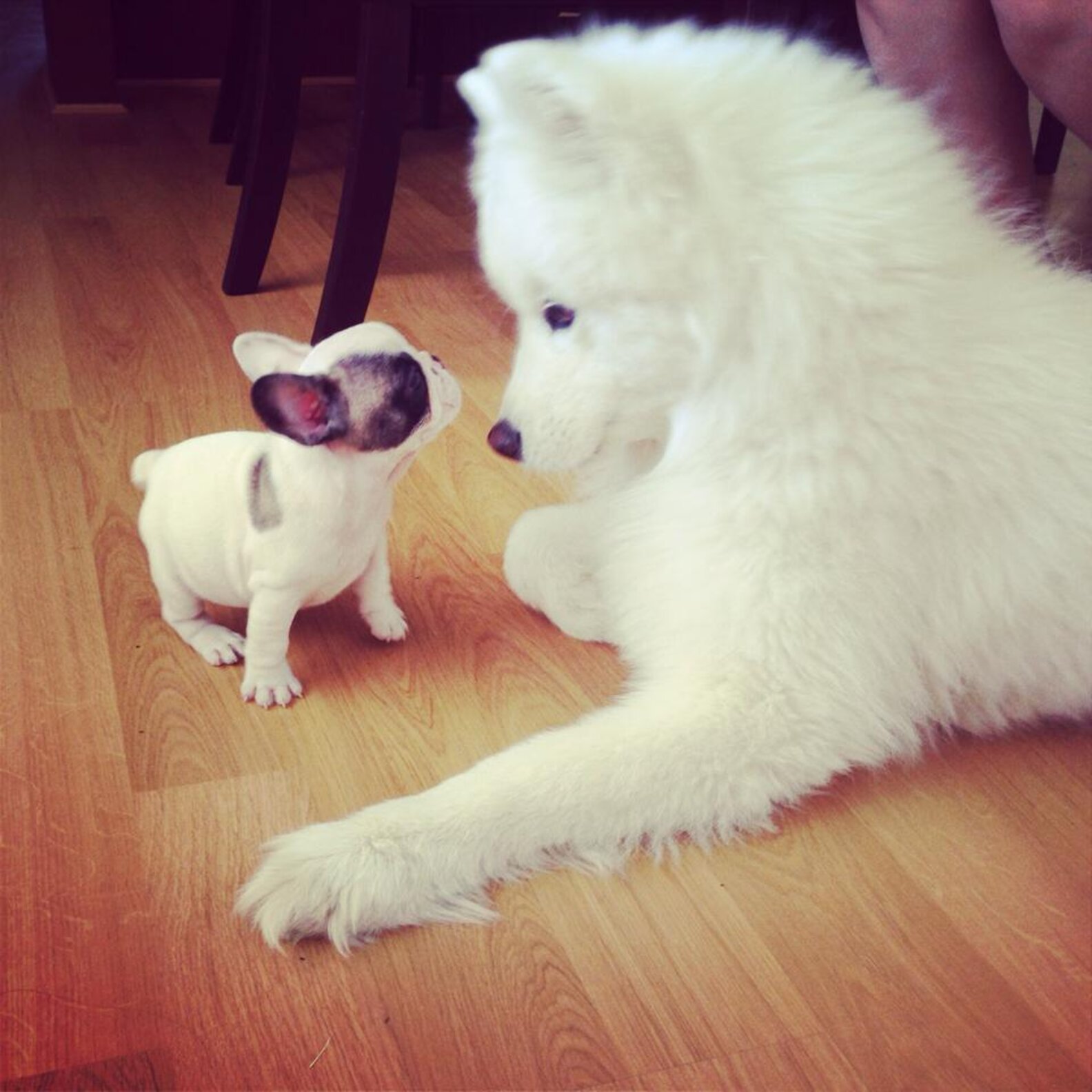 8 Of The Cutest Staring Contests Ever - The Dodo