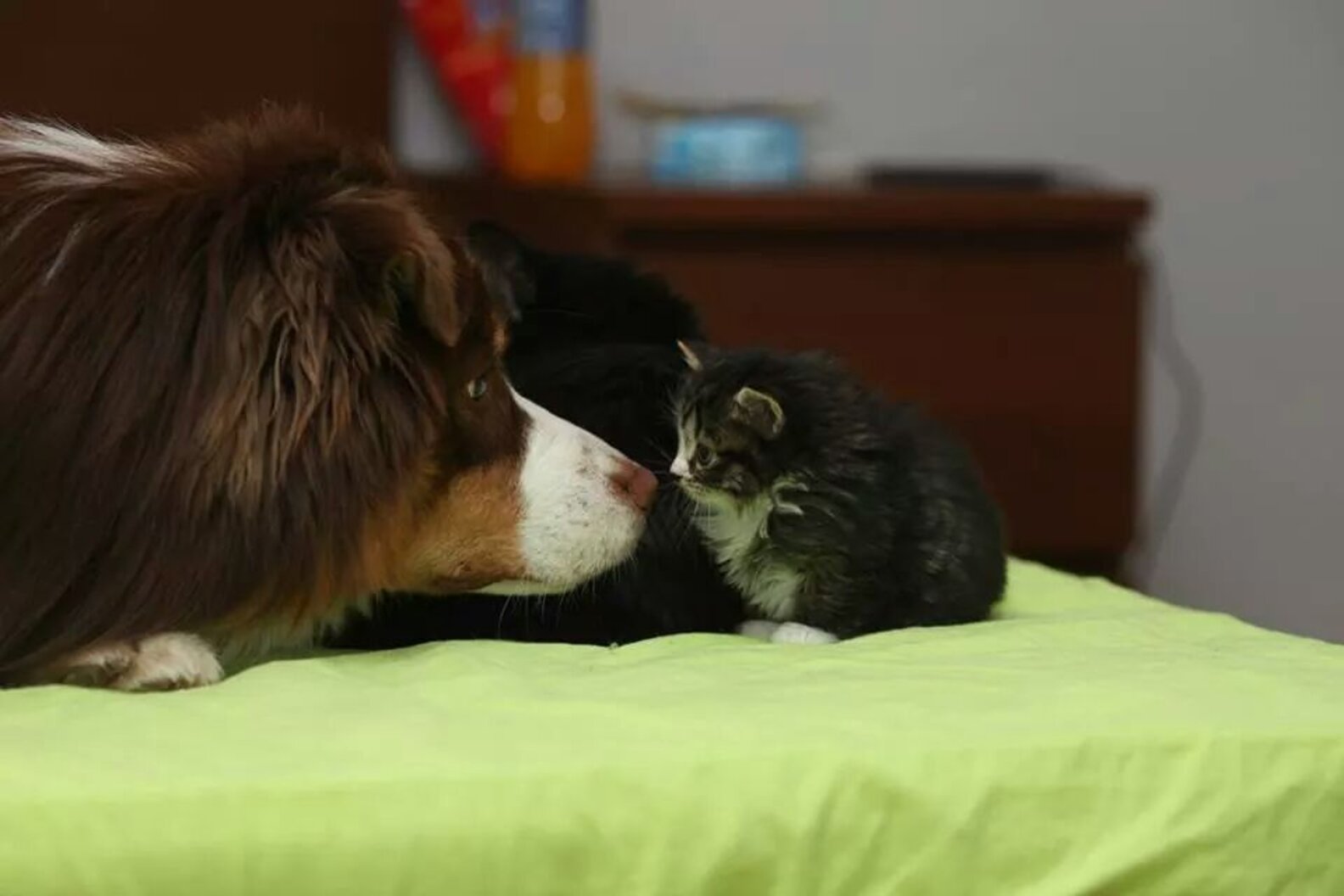 8 Of The Cutest Staring Contests Ever - The Dodo