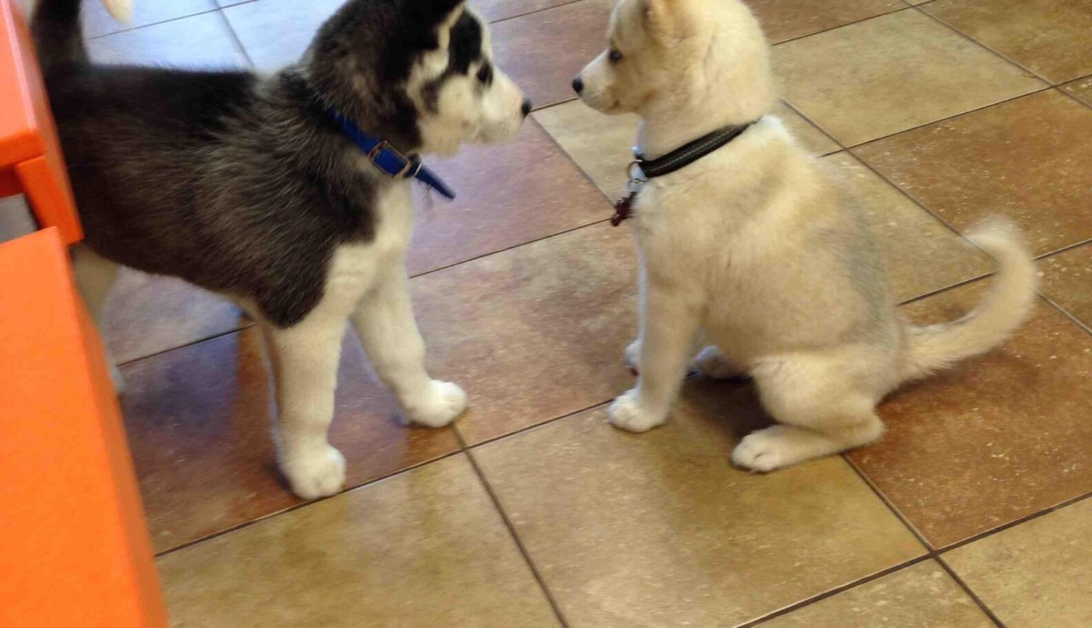 8 Of The Cutest Staring Contests Ever - The Dodo