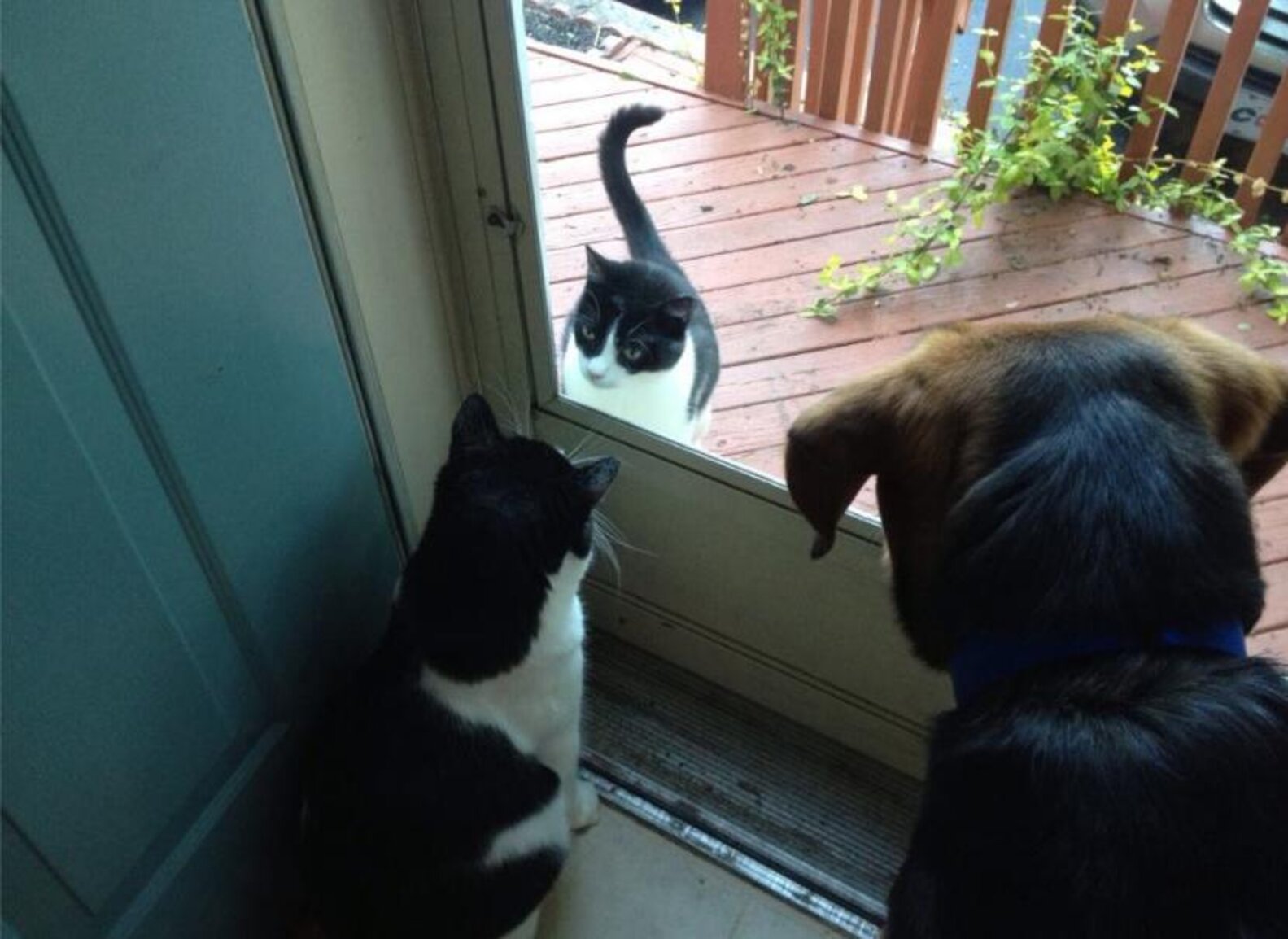 8 Of The Cutest Staring Contests Ever - The Dodo