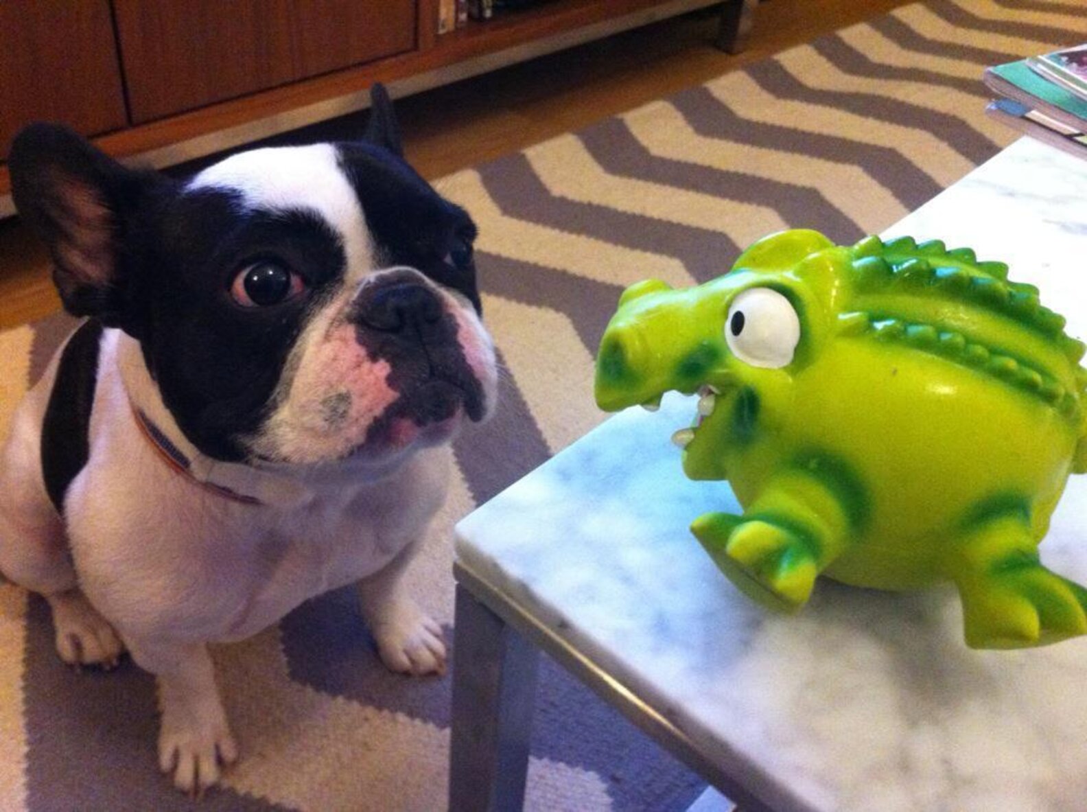 8 Of The Cutest Staring Contests Ever - The Dodo