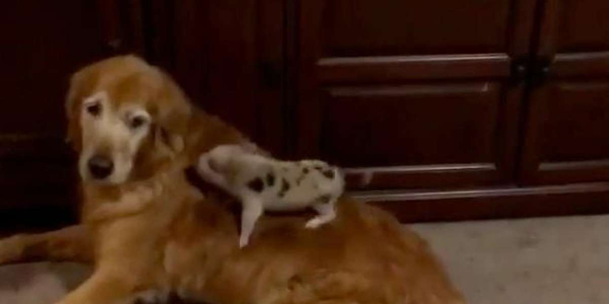 Piglet LOVES His Dog-Shaped Jungle Gym - The Dodo