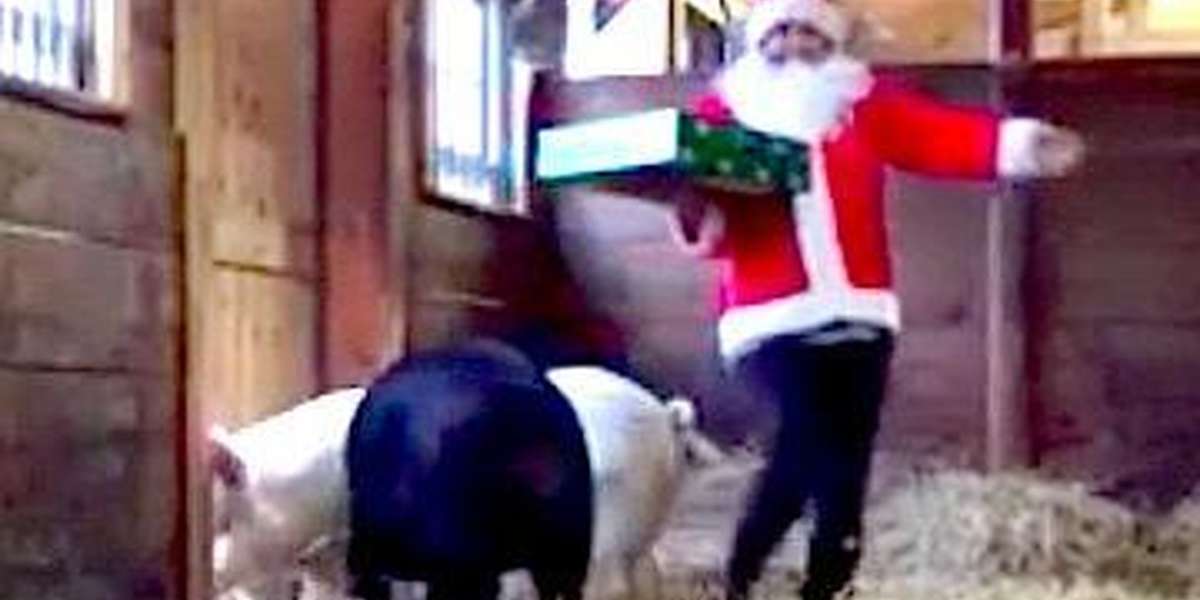 Pigs Having Normal Day Until Tracey Stewart Shows Up As Santa - The Dodo