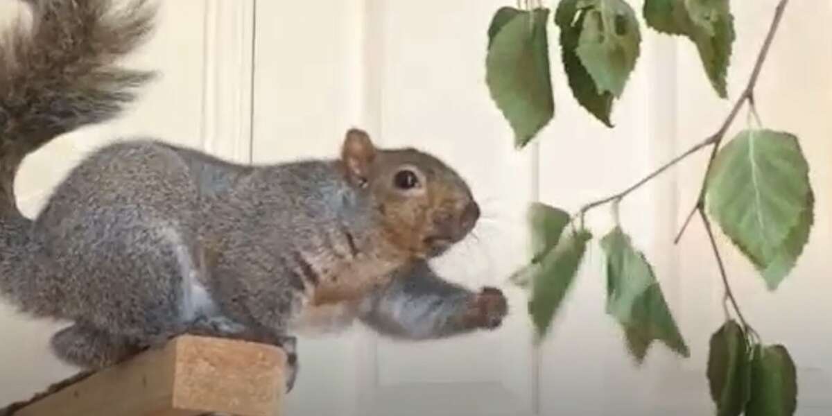 Rescued Squirrel Gives His Family Endless Entertainment - The Dodo