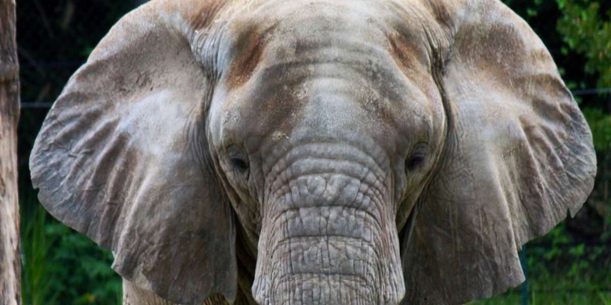 Rampaging Elephant Smashes House, Then Saves Baby Under Debris - The Dodo