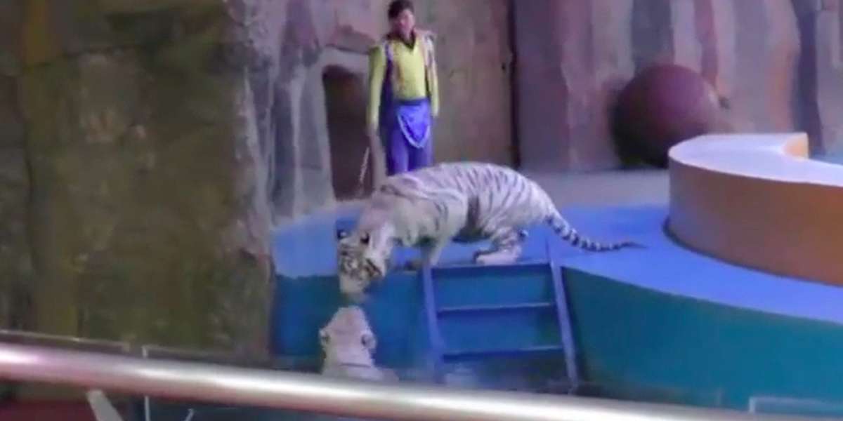 Circus Tigers Brave Whipping To Check On Friend Who Fell - The Dodo