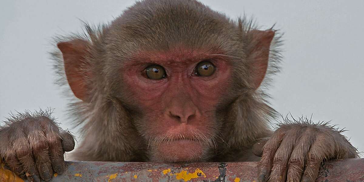 Rogue Monkey Seeks Revenge For Sibling's Death, Officials Say - The Dodo