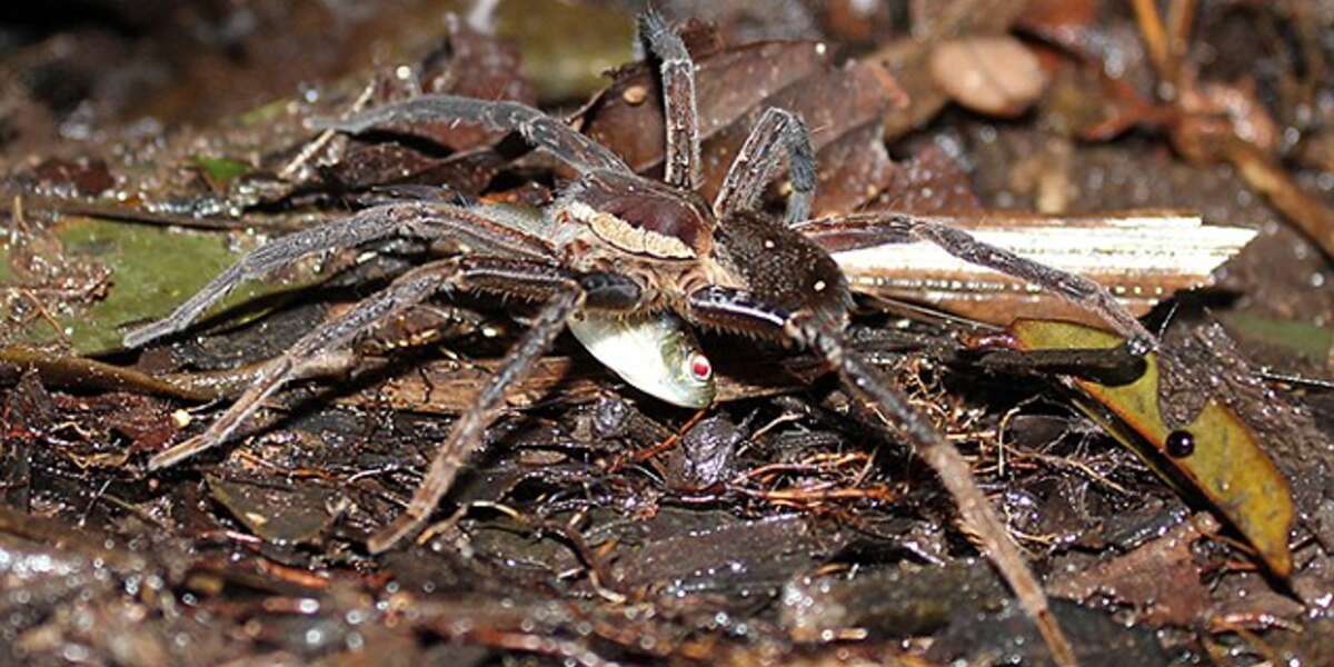 Incredible 240-Pound-Spider Eats An 8-Year-Old Obese Kid And Kills His ...