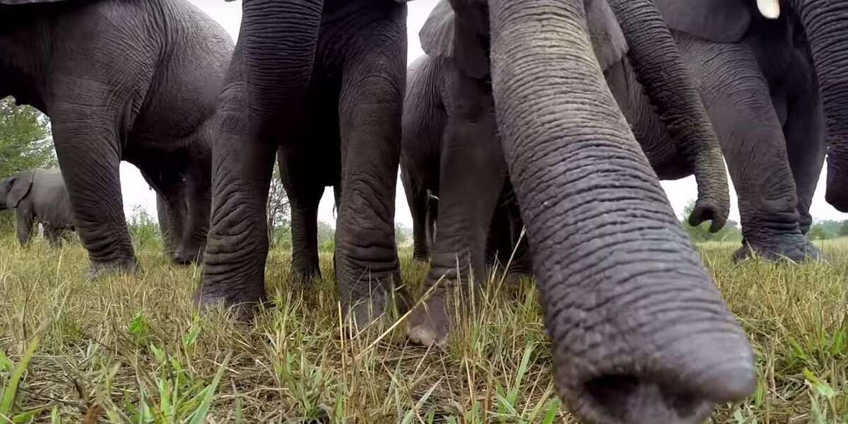 Elephants Discover Hidden Camera And Really Love It - The Dodo