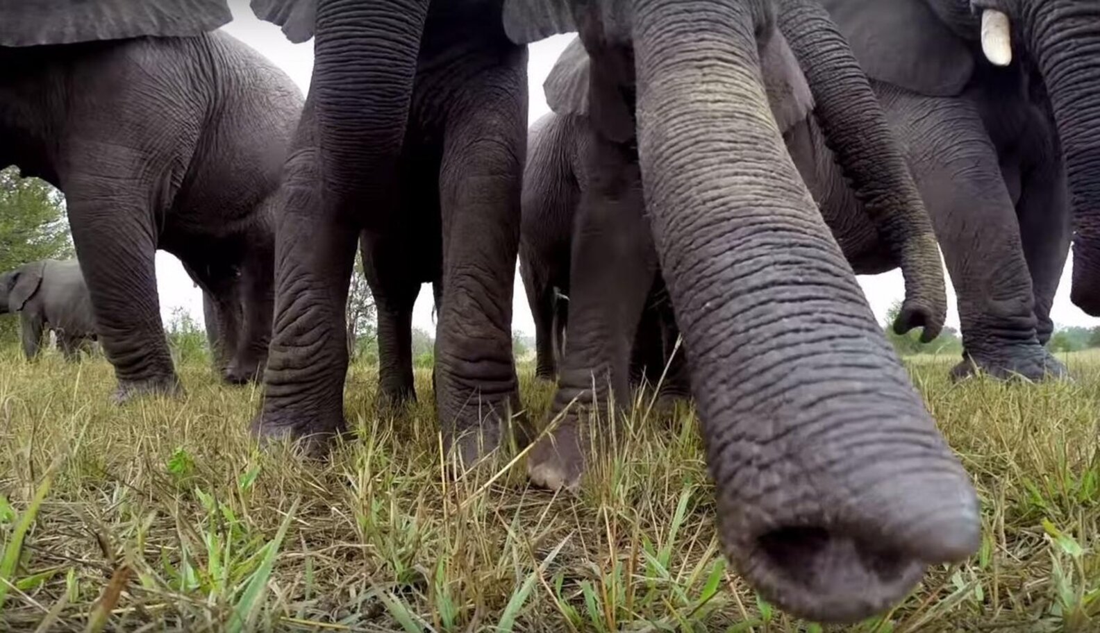 Elephants Discover Hidden Camera And Really Love It - The Dodo