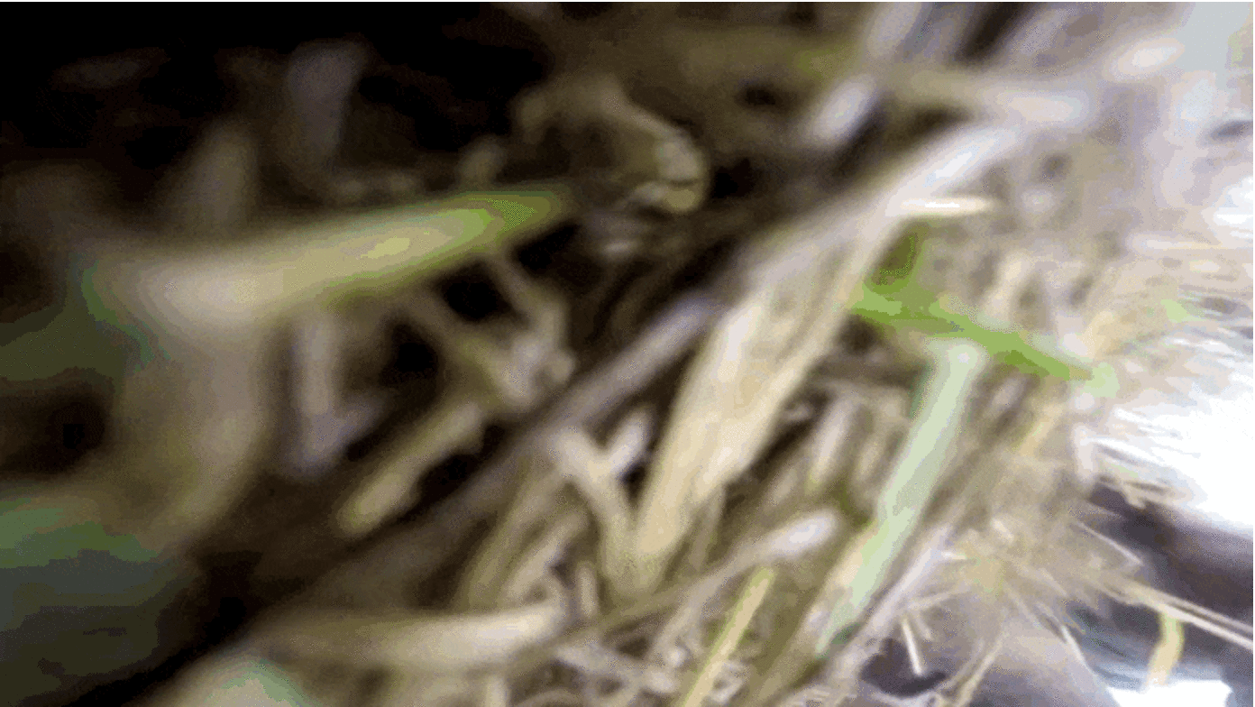 Elephants Discover Hidden Camera And Really Love It - The Dodo