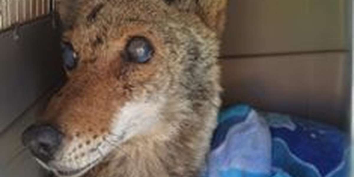 Blind Coyote Survives The Worst, Then Surprises Everyone With Puppies ...