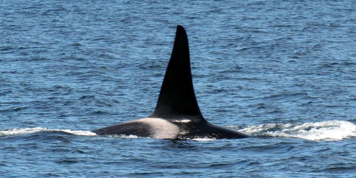 SeaWorld Slammed For Twisting Orca Expert’s Research - The Dodo