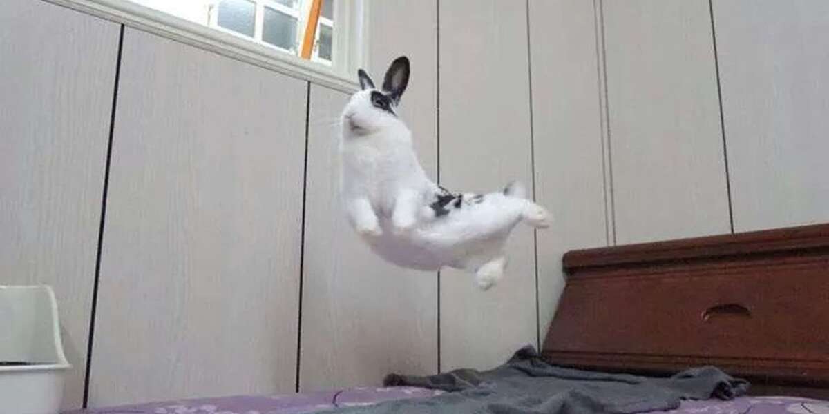 WATCH: Bunnies Freaking Out - The Dodo