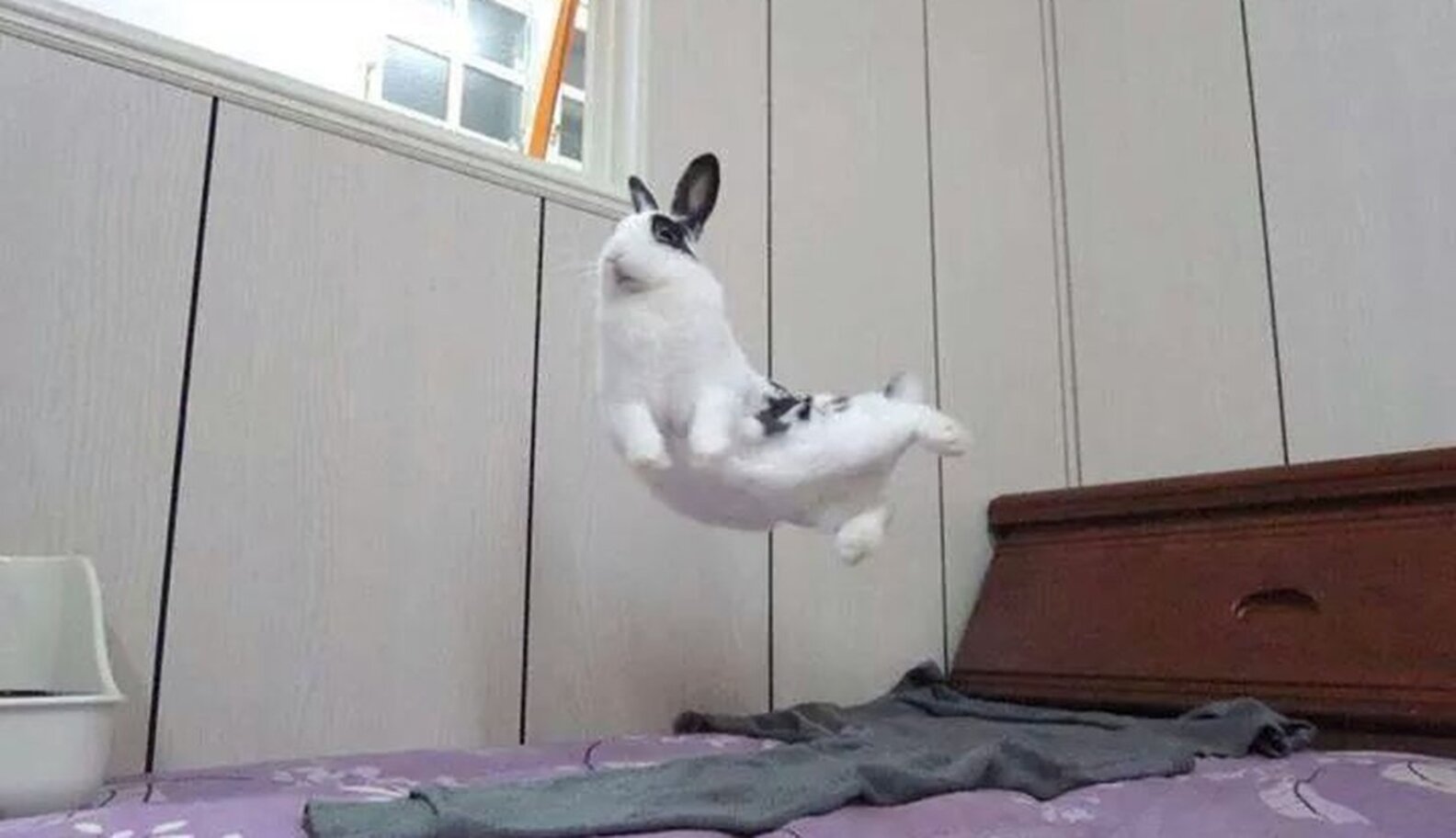 WATCH: Bunnies Freaking Out - The Dodo