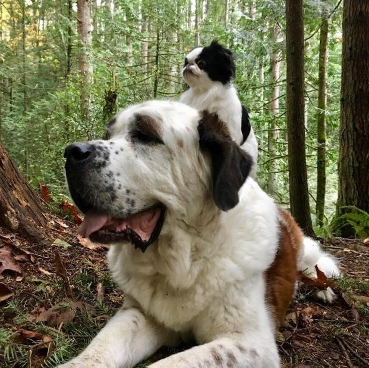 Big Dog Carries Little Dog Everywhere They Go - The Dodo