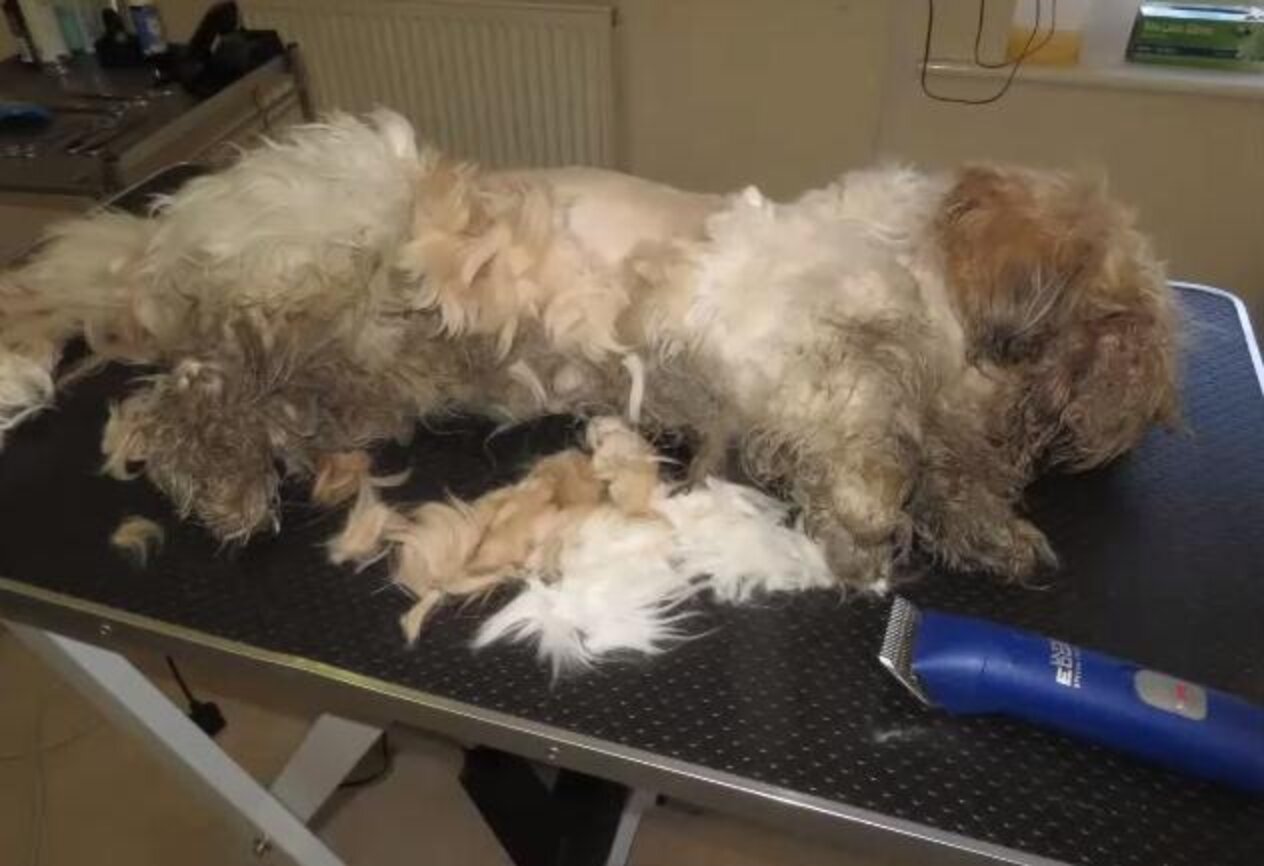 Filthy, Matted Puppy Undergoes Unbelievable Transformation - The Dodo
