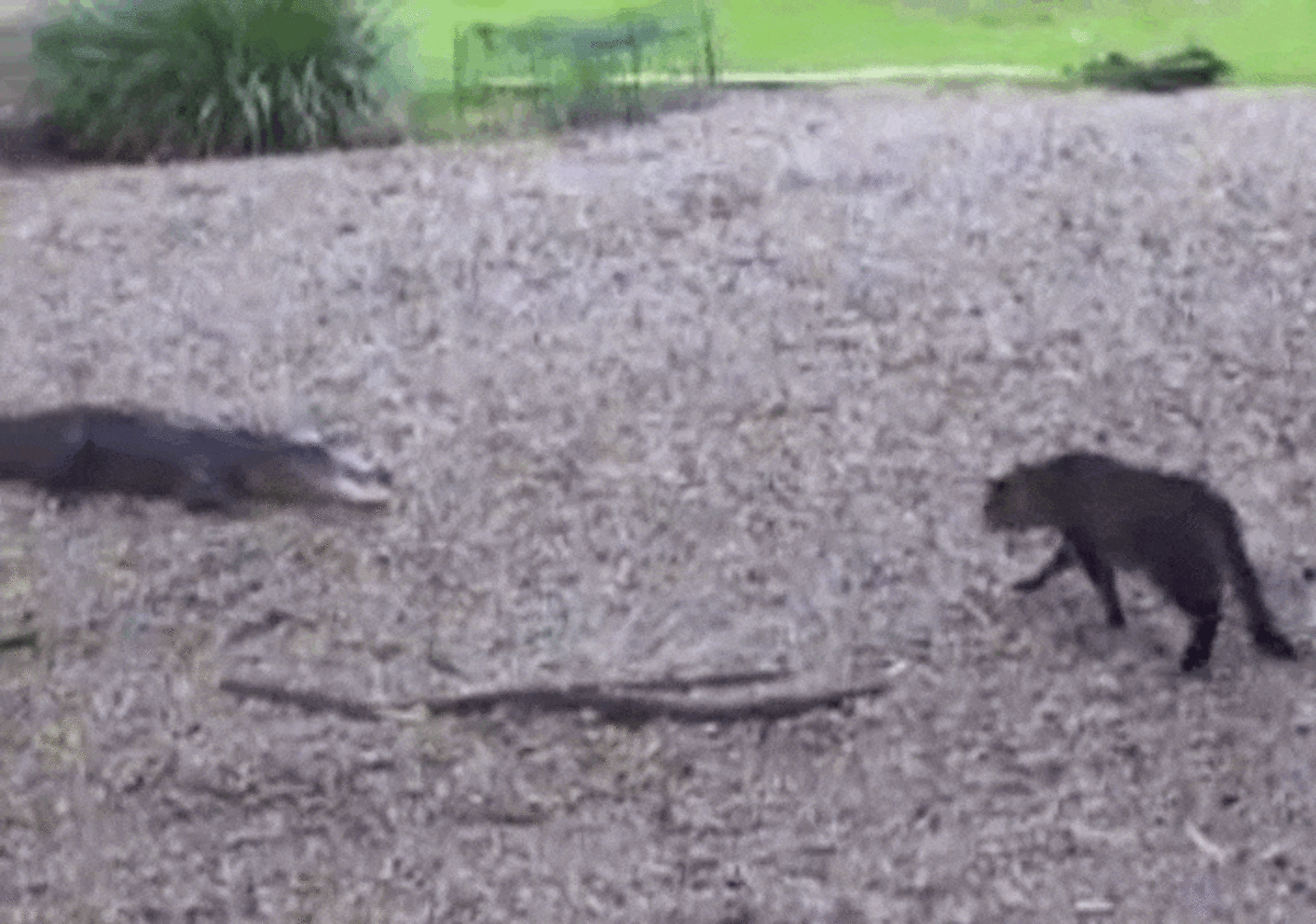 Cat Takes On Alligator In Heart-Pounding Video - The Dodo