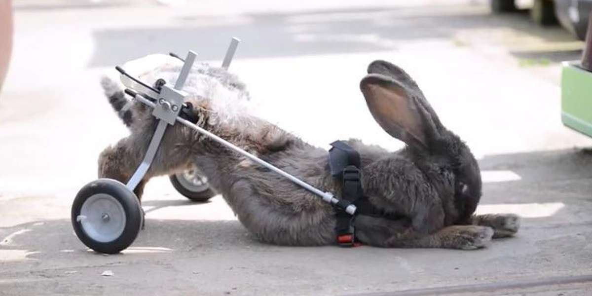 The Vet Said To Give Up — Her Owner Said No - The Dodo