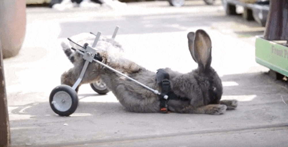 The Vet Said To Give Up — Her Owner Said No - The Dodo