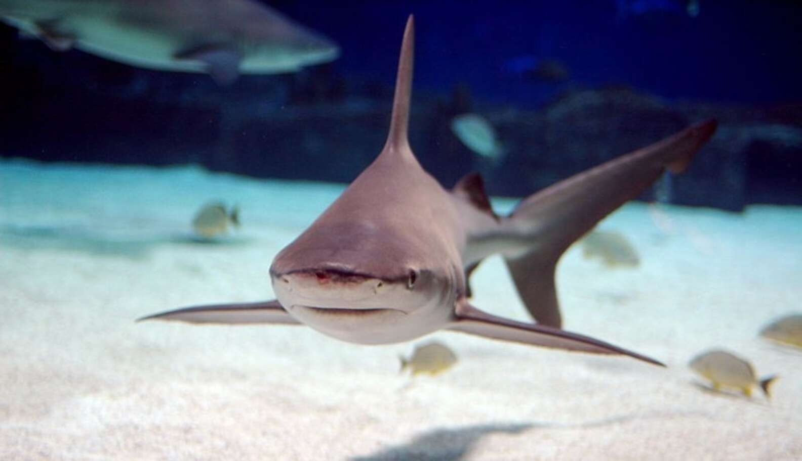 Stop Australia’s Shark Cull Before It Starts Again - The Dodo