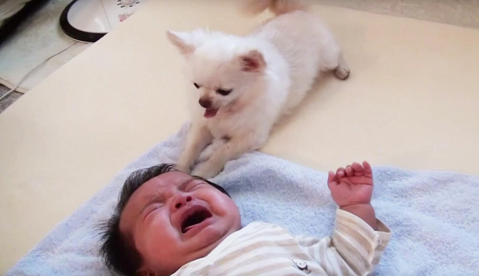 World's Sweetest Dog Offers His Treat To Comfort Crying Baby - The Dodo