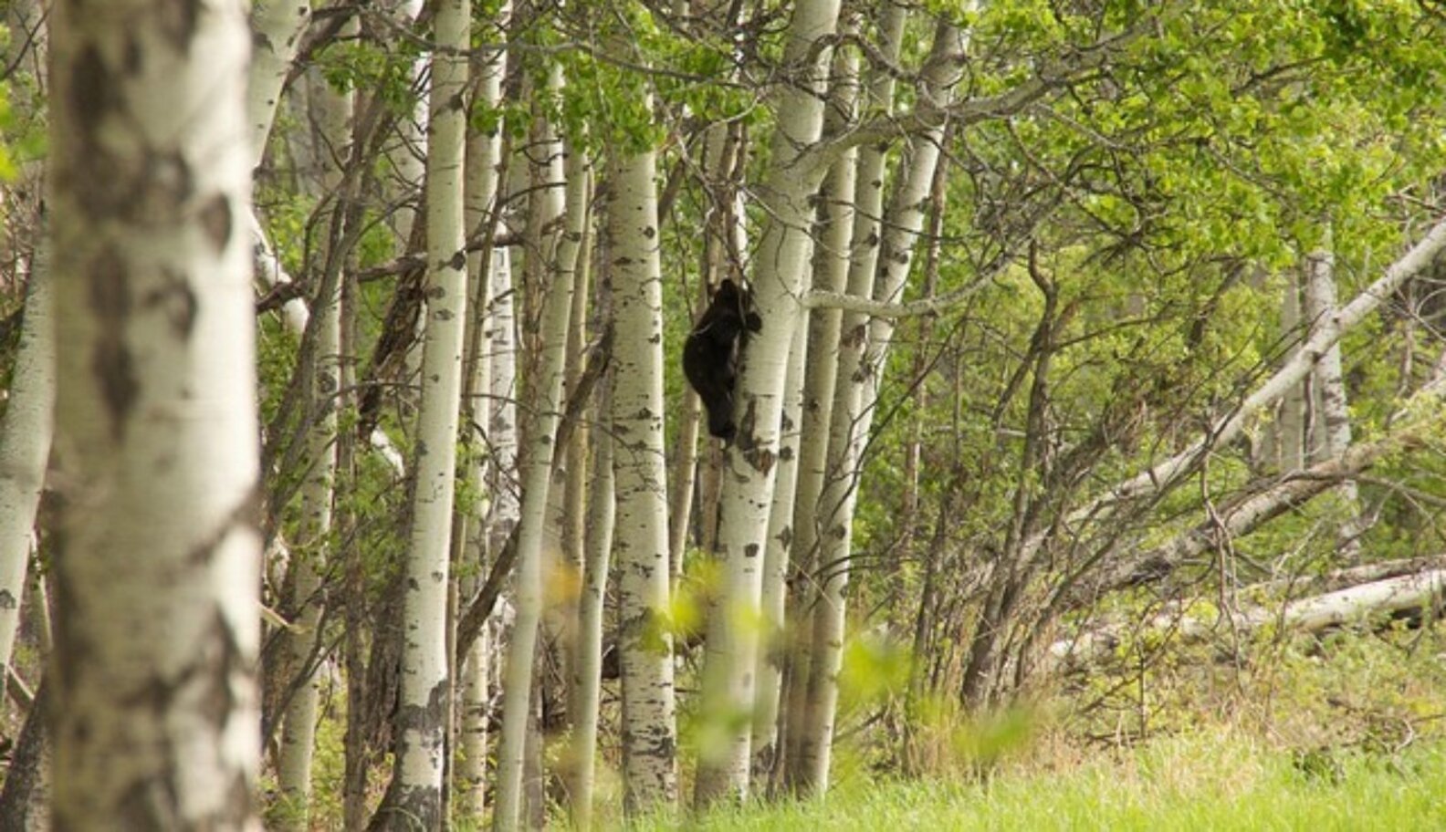 Watch A Black Bear Cub Inch Its Way Up A Tree - The Dodo