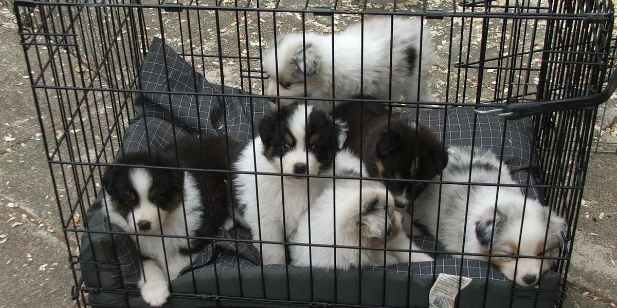 Dogs Rescued From Puppy Mill Treated To Much-Deserved Pampering - The Dodo