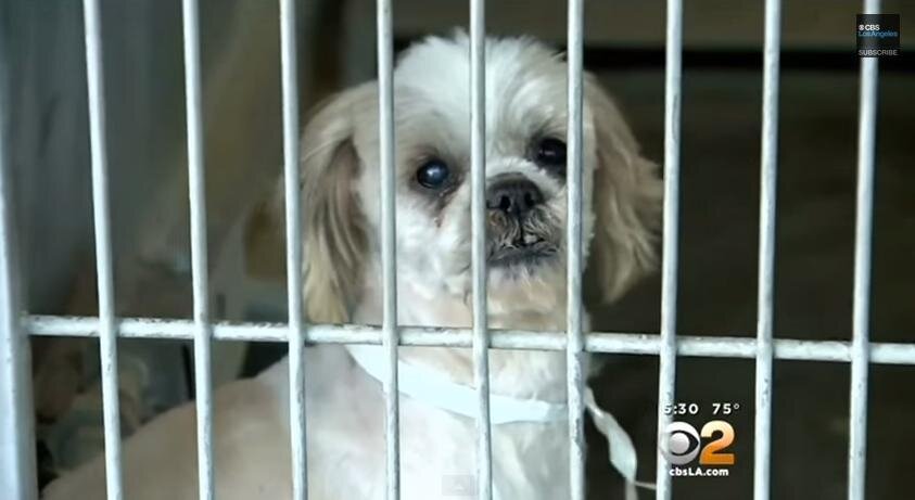 Dogs Rescued From Puppy Mill Treated To Much-Deserved Pampering - The Dodo
