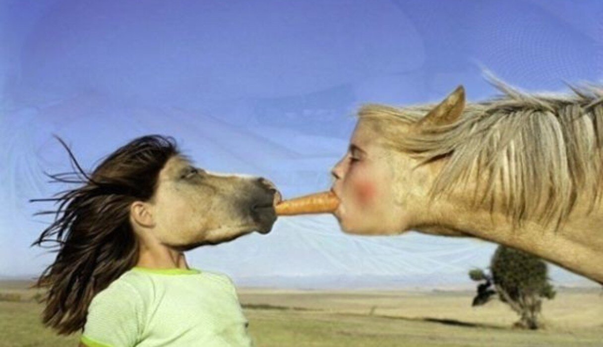 14 Animal/Human Face Swaps You Can't Unsee - The Dodo