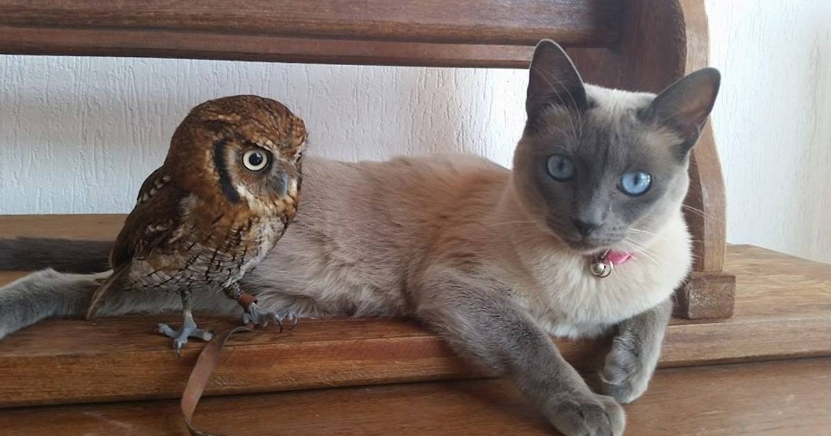 Cat owl store