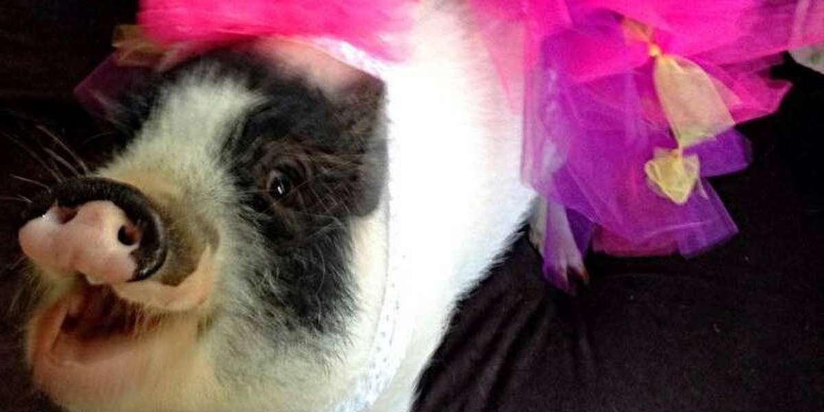 Pigs Wearing Tutus Are Cuter Than Anyone Ever Imagined - The Dodo