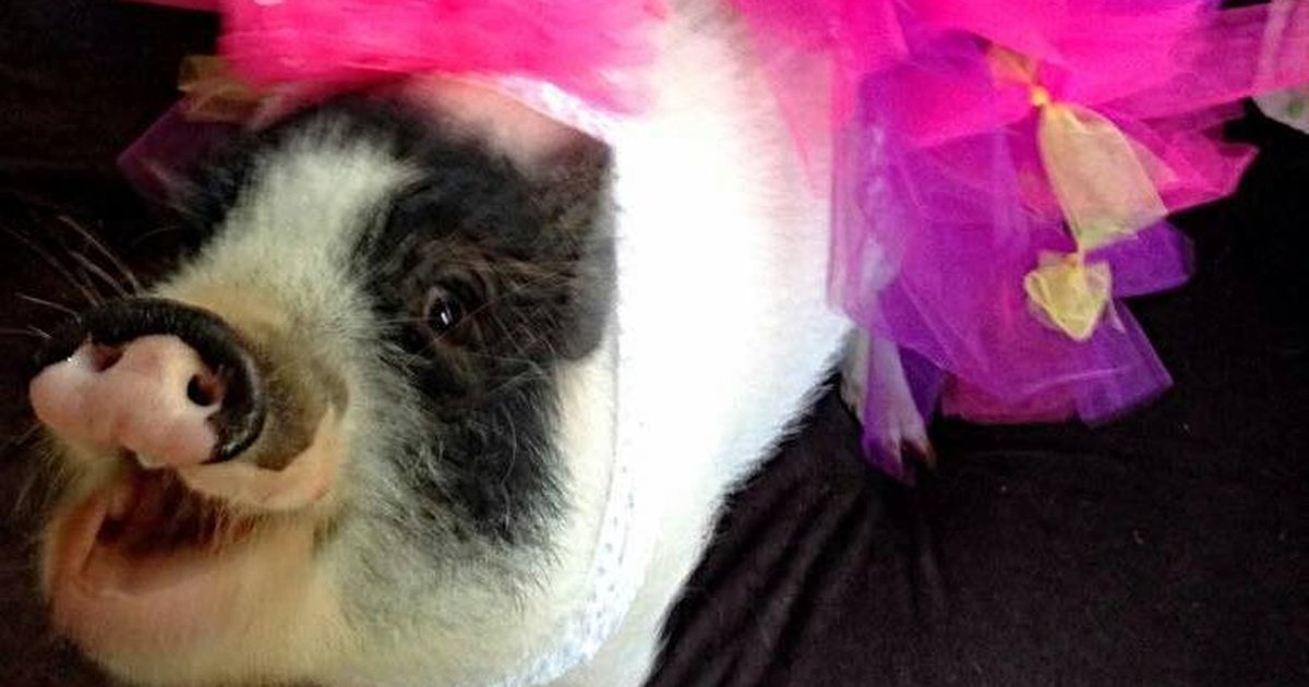 Pigs Wearing Tutus Are Cuter Than Anyone Ever Imagined - The Dodo