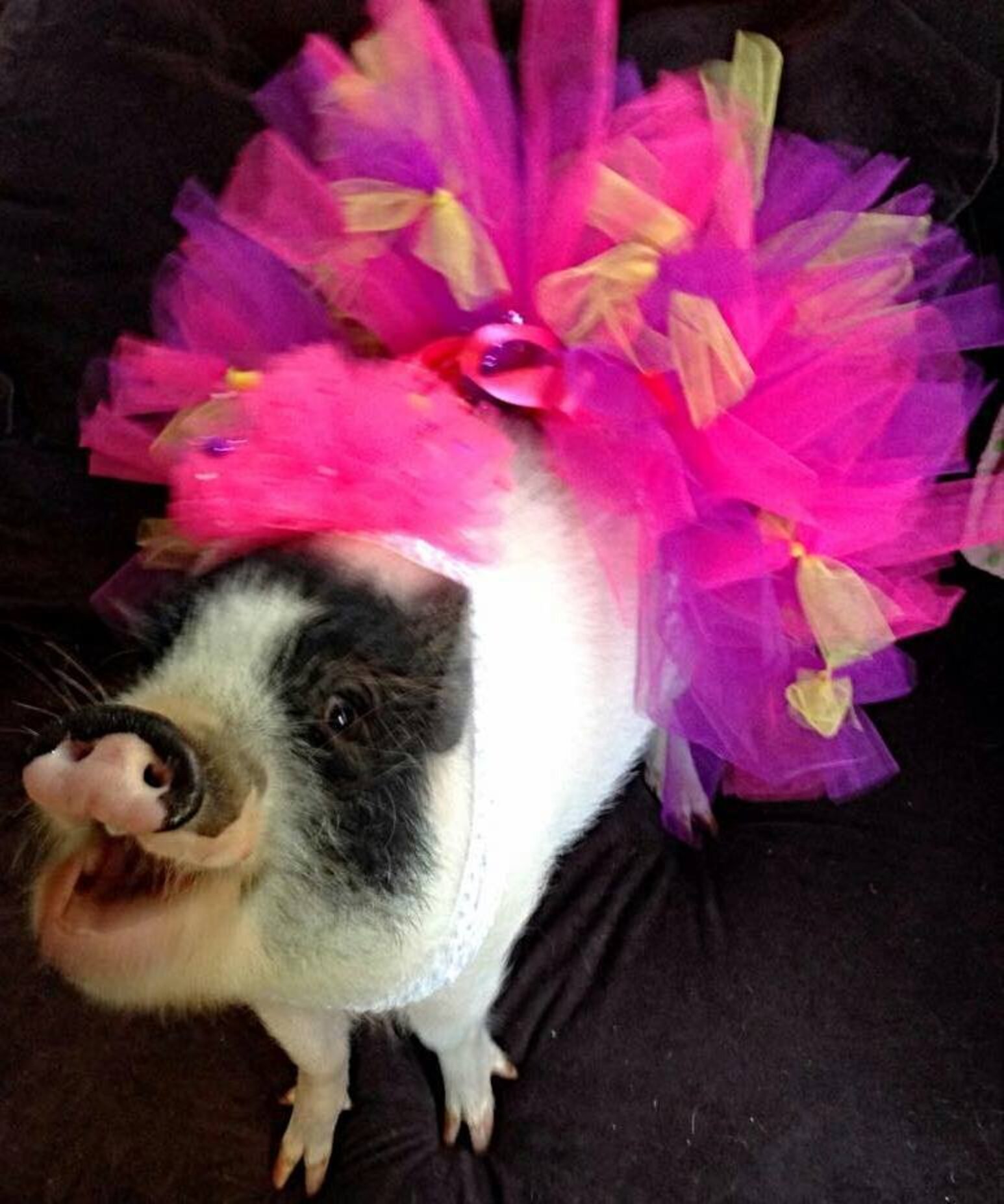 Pigs Wearing Tutus Are Cuter Than Anyone Ever Imagined - The Dodo
