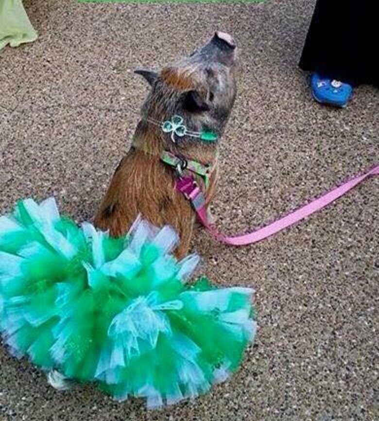 Pigs Wearing Tutus Are Cuter Than Anyone Ever Imagined - The Dodo