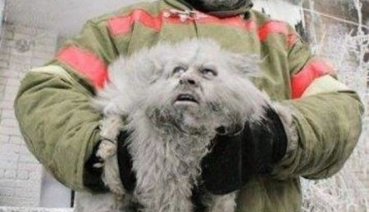 14 Animal/Human Face Swaps You Can't Unsee - The Dodo