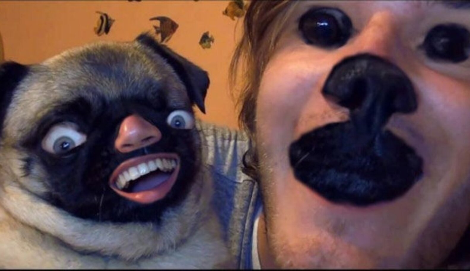 14 Animal/Human Face Swaps You Can't Unsee - The Dodo