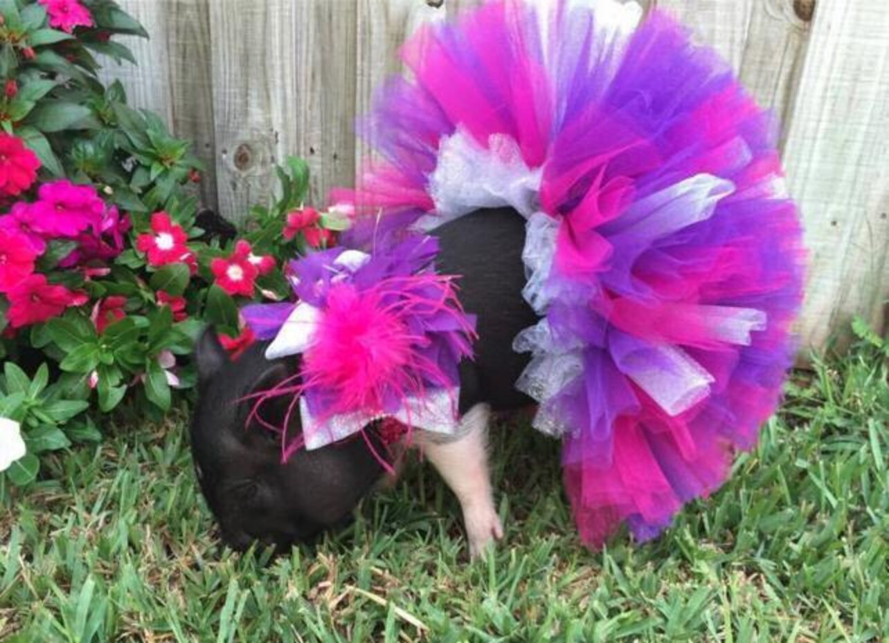 Pigs Wearing Tutus Are Cuter Than Anyone Ever Imagined - The Dodo