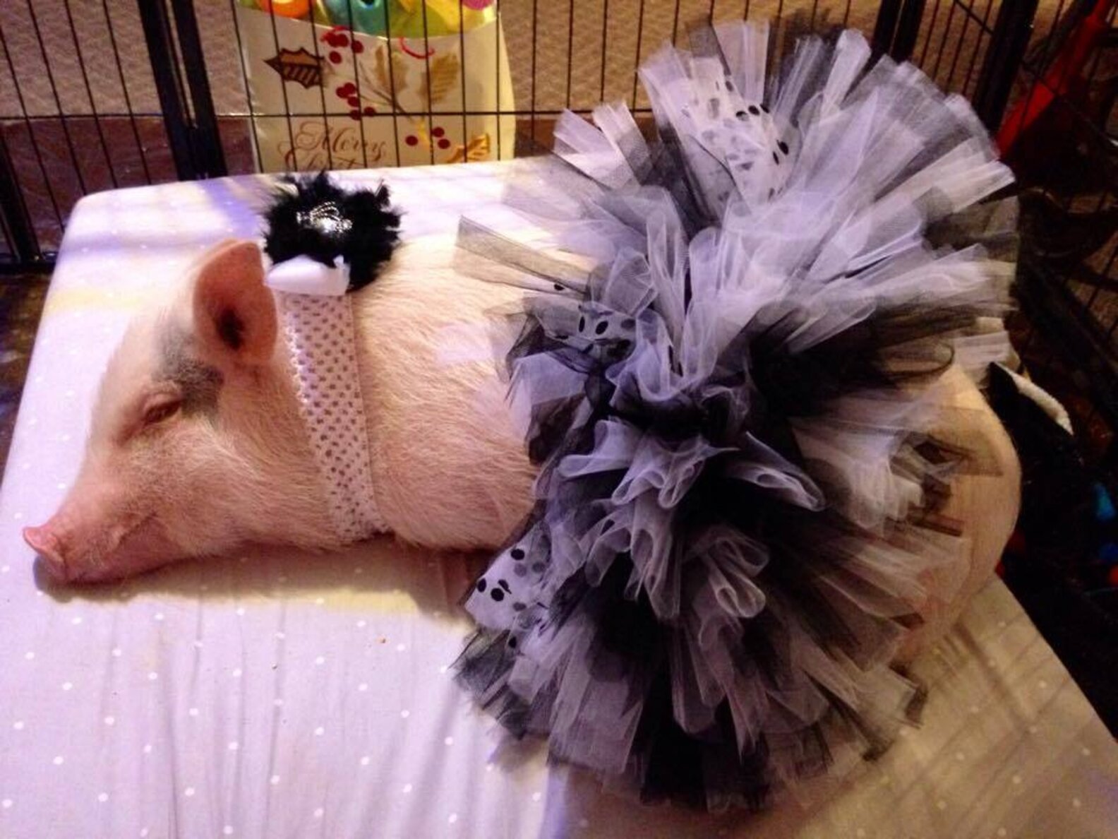 Pigs Wearing Tutus Are Cuter Than Anyone Ever Imagined - The Dodo