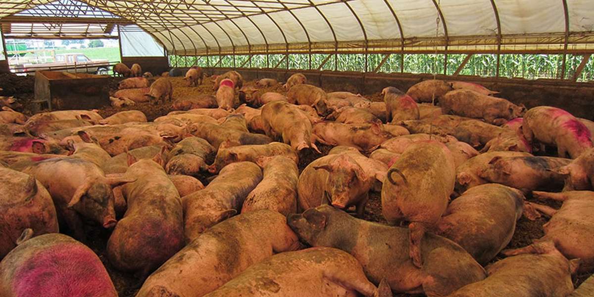 Dear Whole Foods: Animals need basic rights, not welfare crumbs - The Dodo