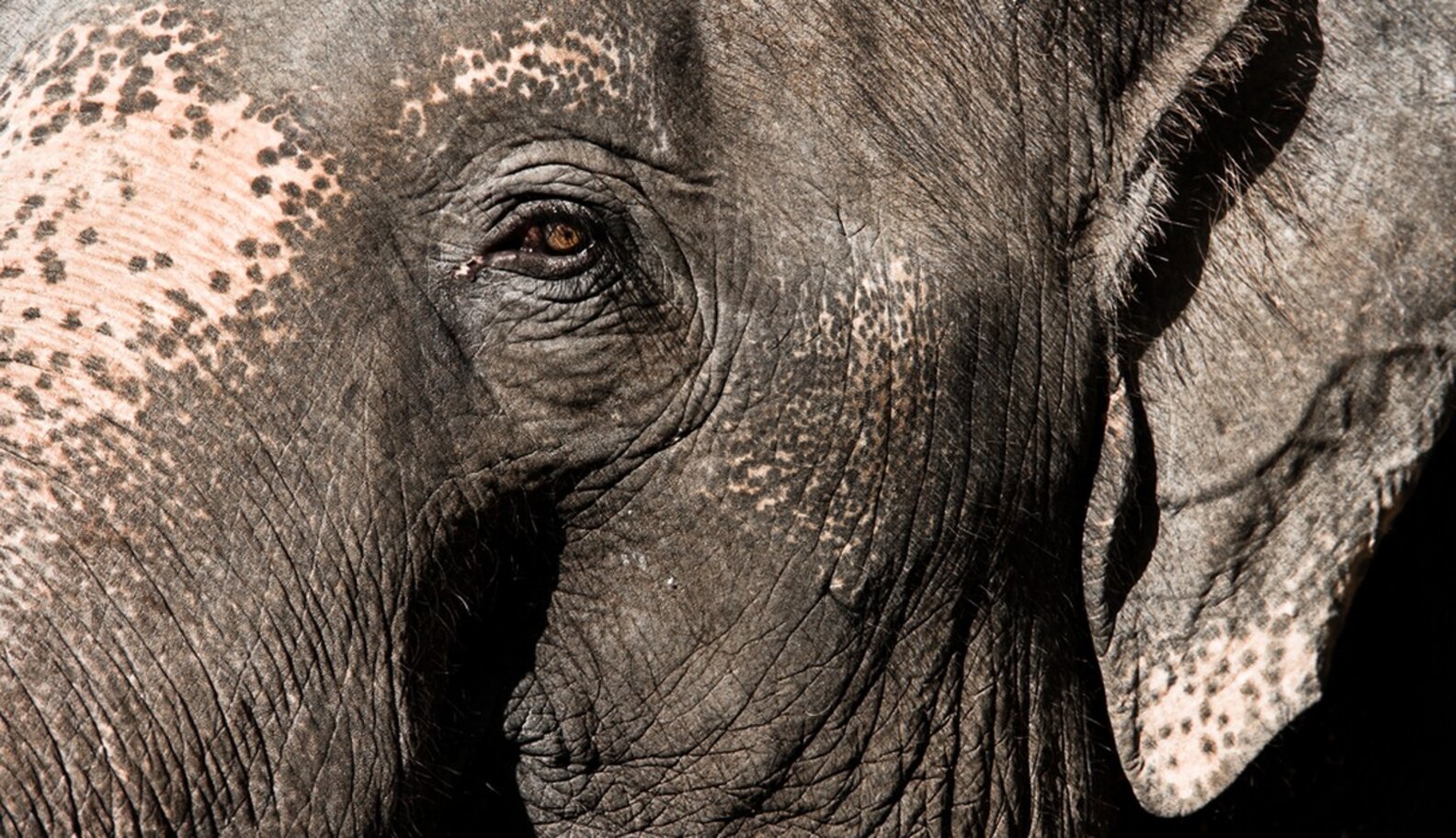 Does This Elephant Deserve The Right To Be Free? - The Dodo