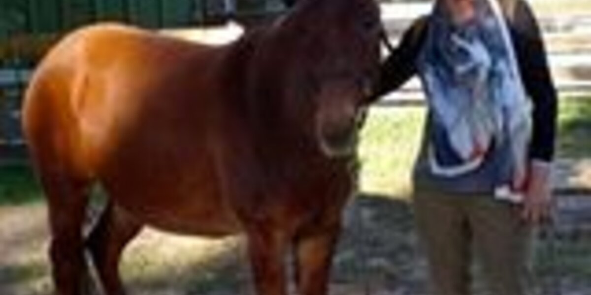 Lee_Strong_Stevens_Fifield - The Dodo