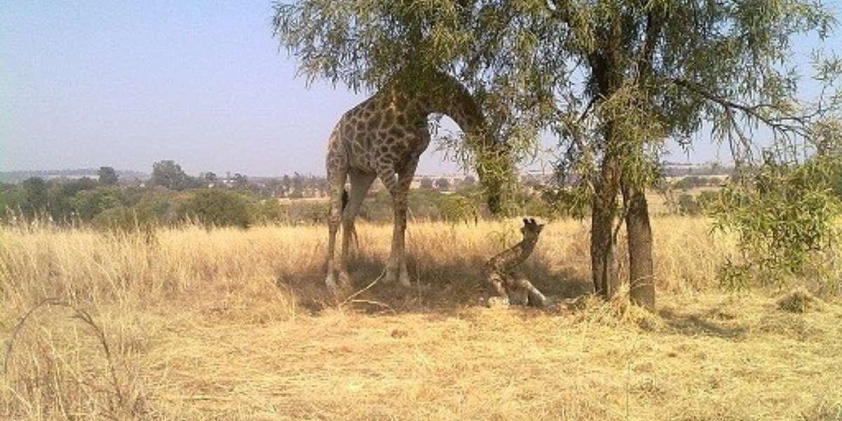 Desperate Giraffe Approaches Humans To Help Her Dying Newborn - The Dodo