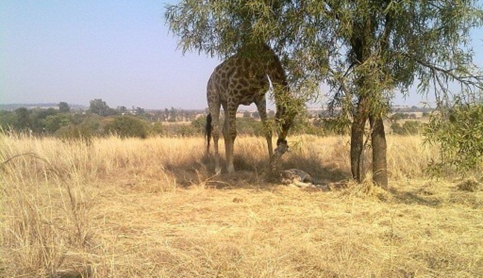 Desperate Giraffe Approaches Humans To Help Her Dying Newborn - The Dodo