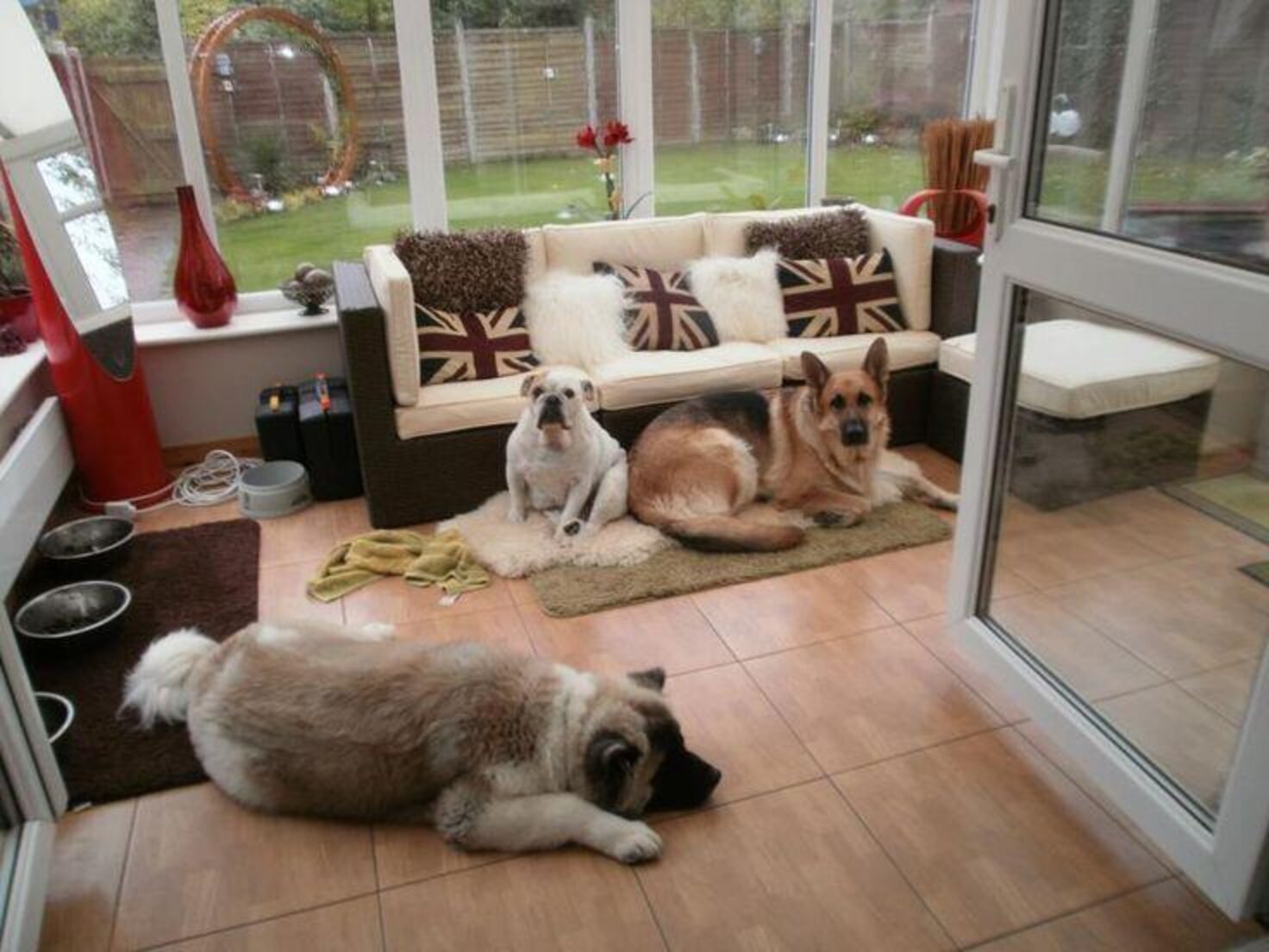 Ideas that will help you all the nice pet supplies at home - The Dodo