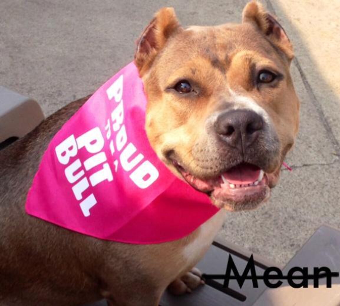 Powerful Photos Break Down Every Ugly Pit Bull Rumor - The Dodo