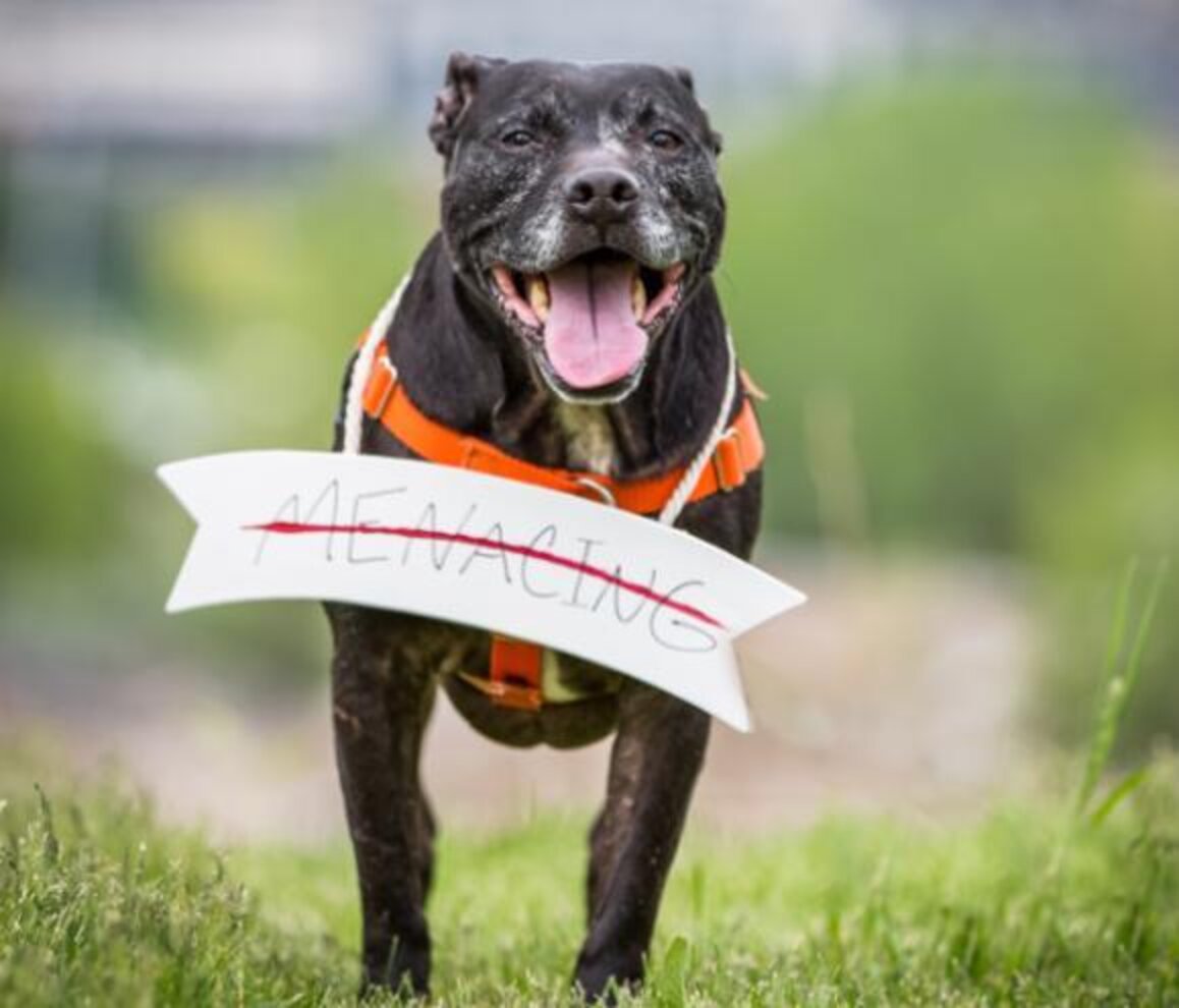 Powerful Photos Break Down Every Ugly Pit Bull Rumor - The Dodo