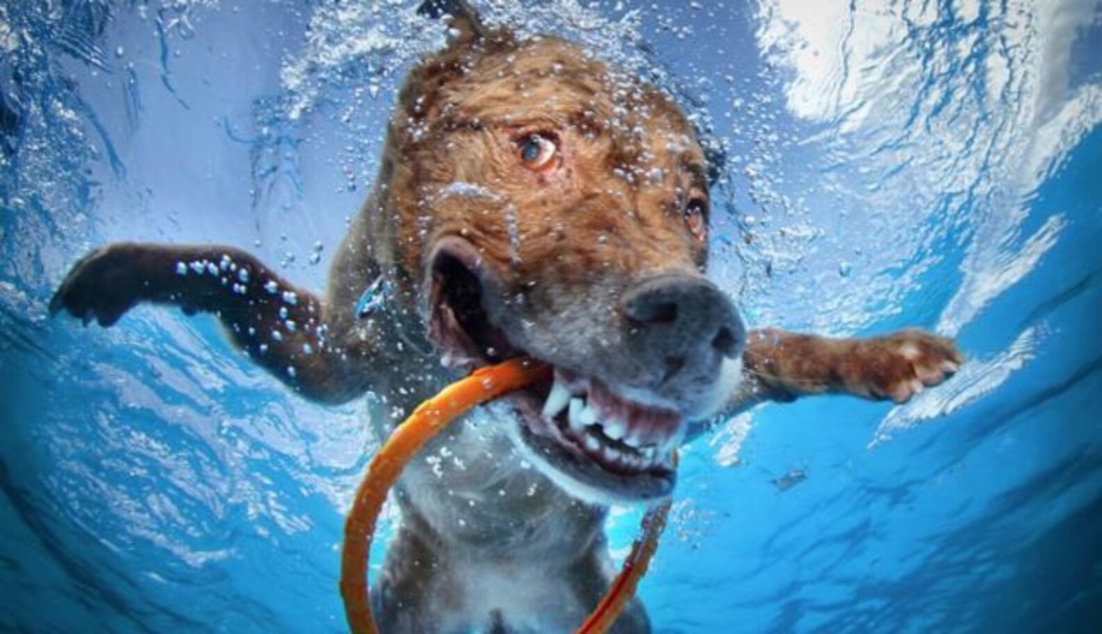 Our Relationship With Dogs In A Series Of Underwater Photos - The Dodo